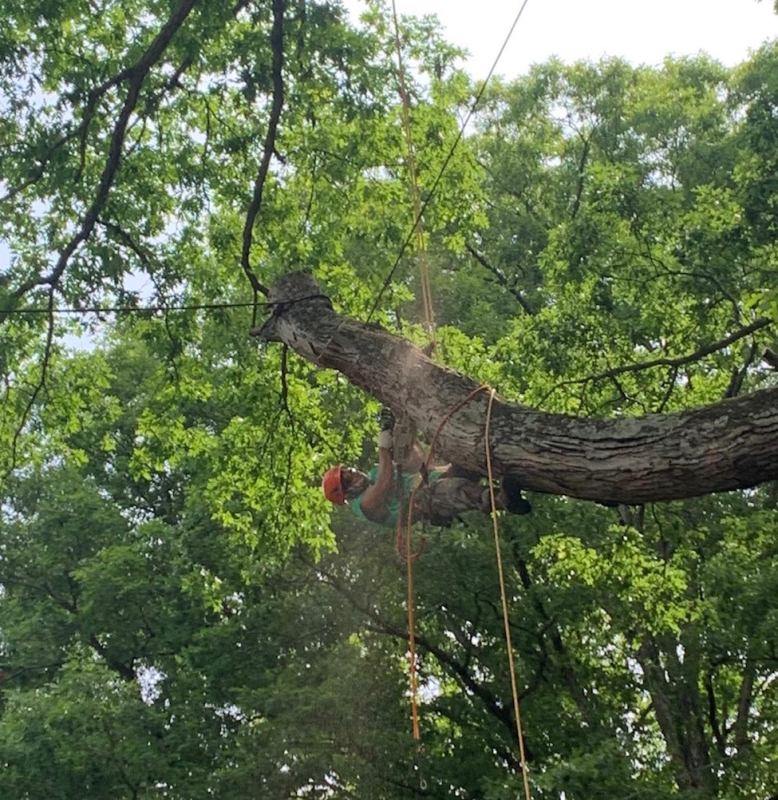 What Are "Tree Surgeons?" | Southern Star Tree Service