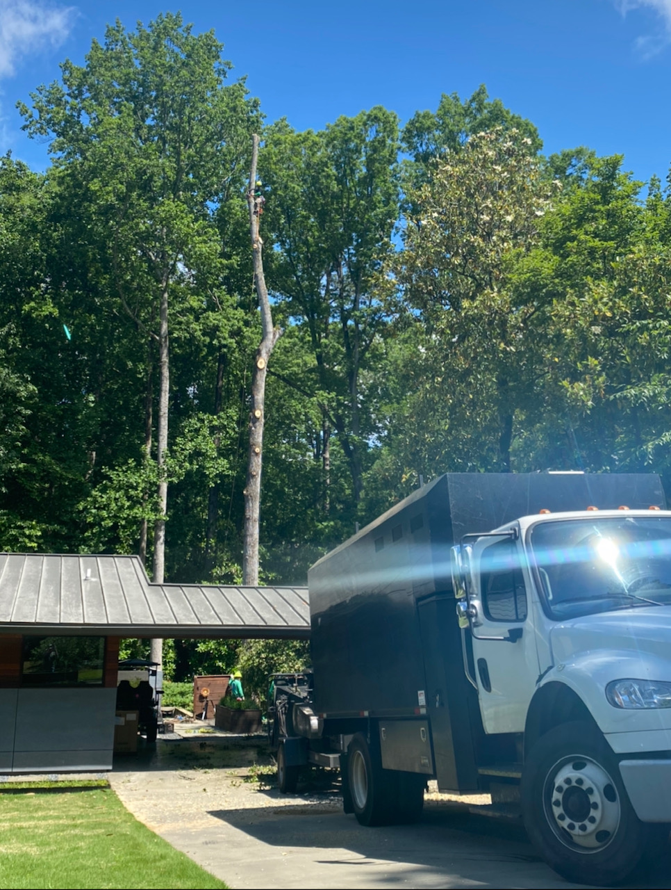 Professional Tree Service Vs. Handyman | Southern Star Tree Service